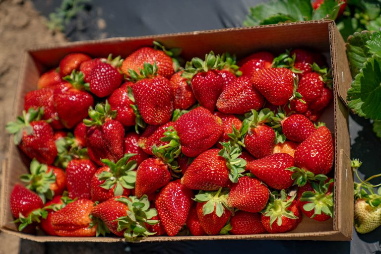 Strawberry U-Pick - Harvest Time in Brentwood