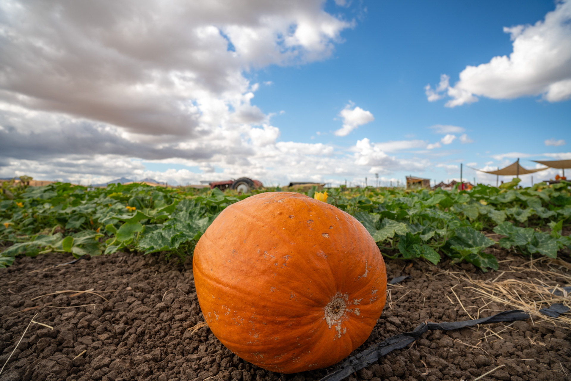 Brentwood U-Pick Farms, Farm Stands & Wineries | Harvest Time in Brentwood